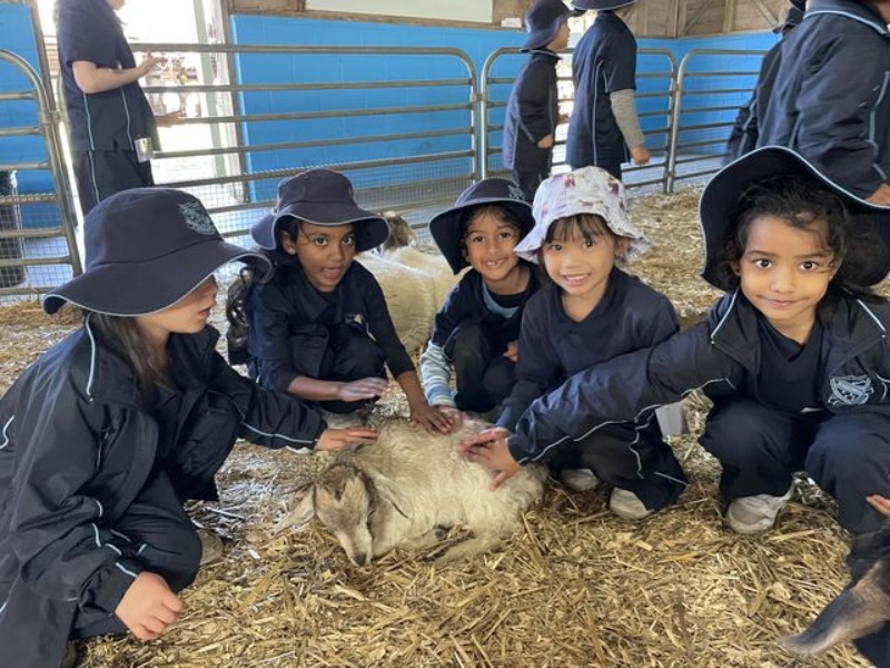 2022 Kindergarten Calmsley Hill City Farm Excursion | OLOL Seven Hills